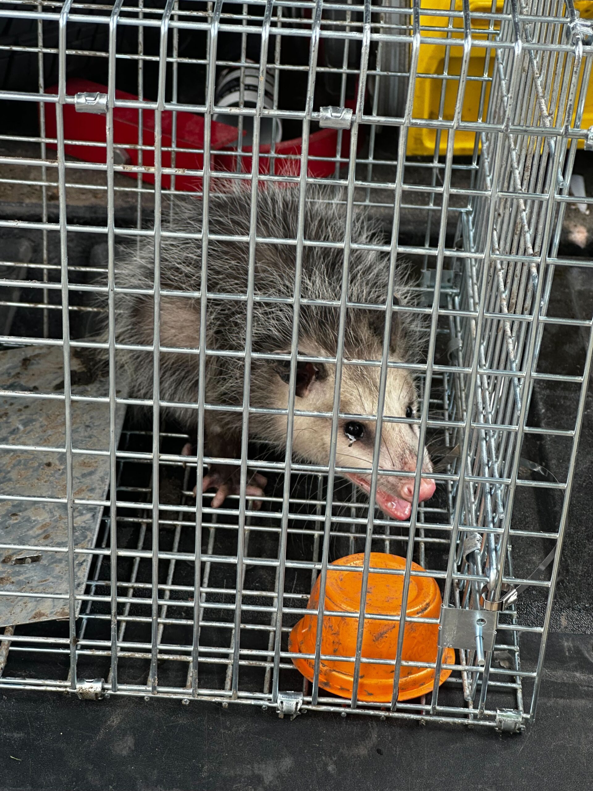 Bat Removal in Dowagiac, Michigan - Dowagiac Bat Removal
